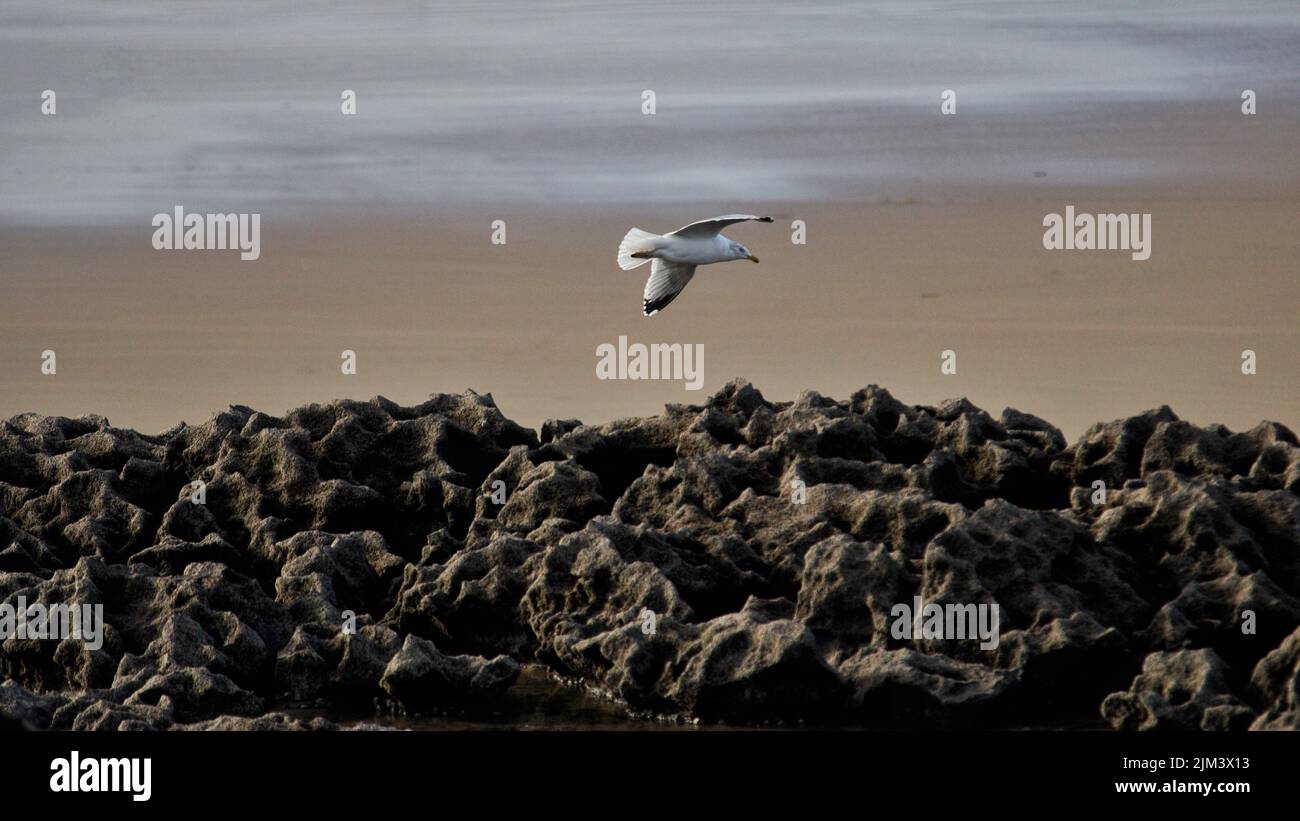 A lonely seagull flying above the rocks near the sandy beach Stock ...
