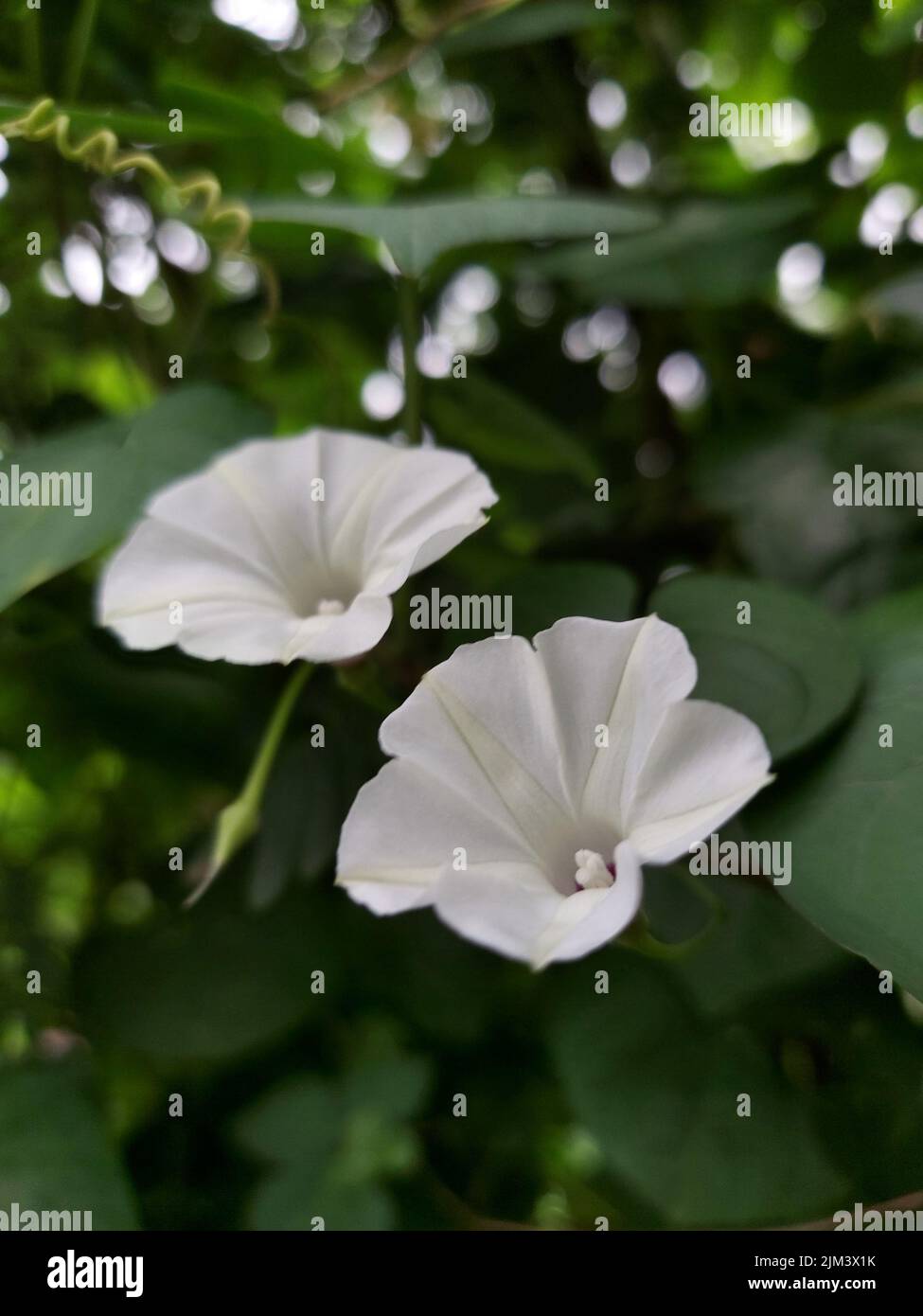 Two ipomoea hi-res stock photography and images - Alamy