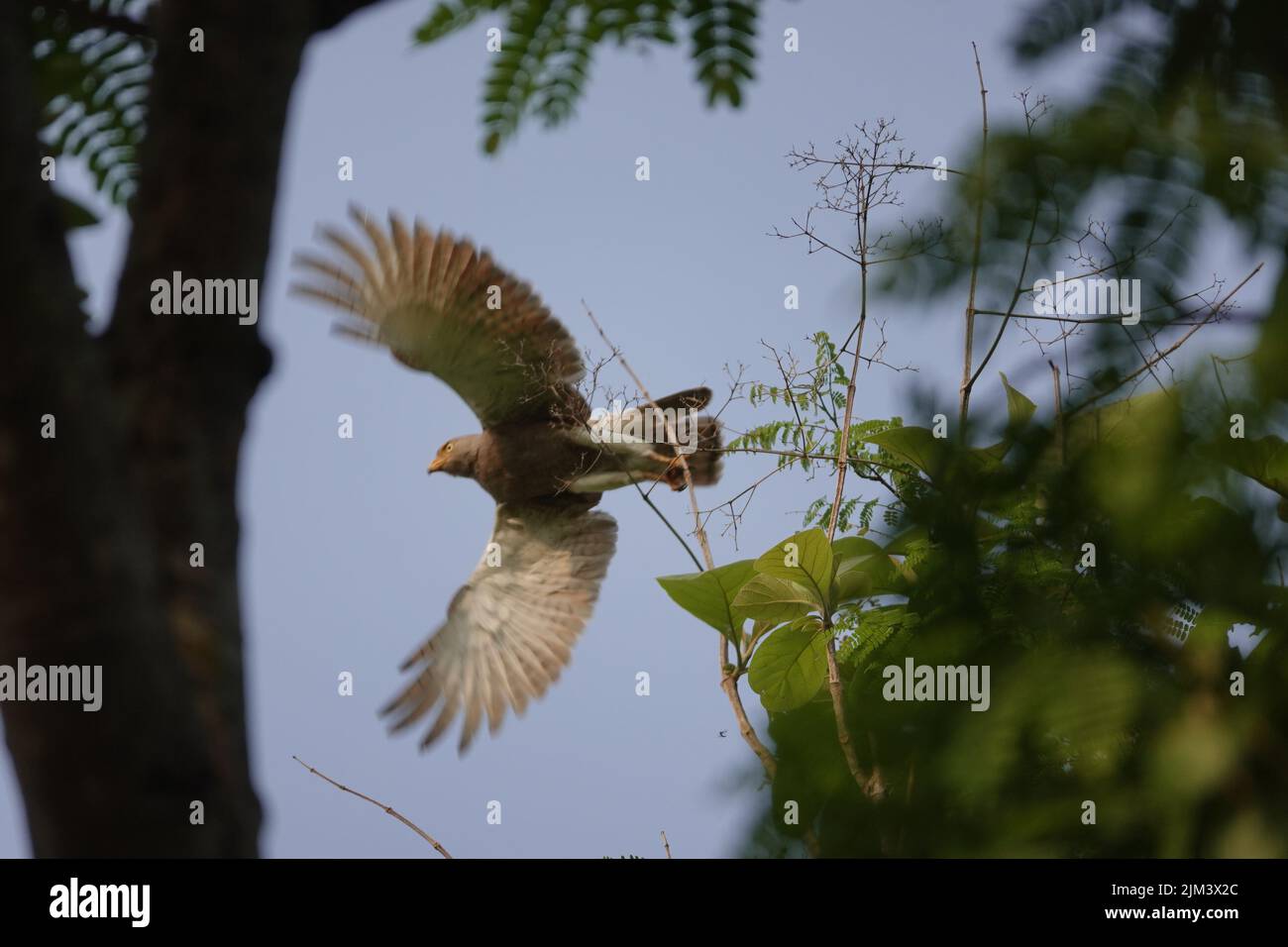 A low angle of a Common kestrel flying overhead with outstretched wings ...