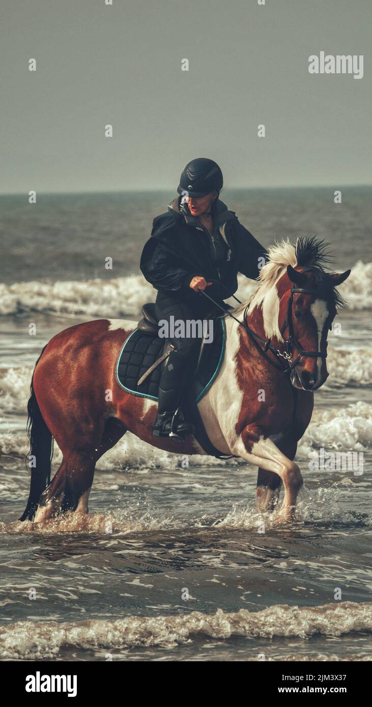 A vertical shot of an equestrian riding a beautiful brown and white ...
