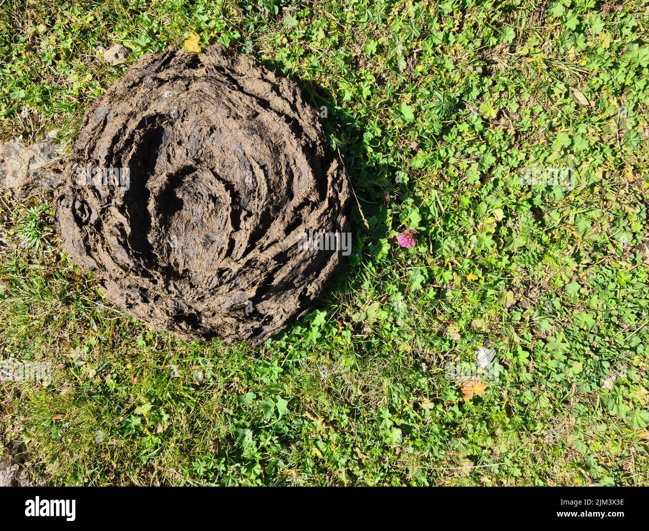 fresh circular shaped cowpat in green grass Stock Photo - Alamy