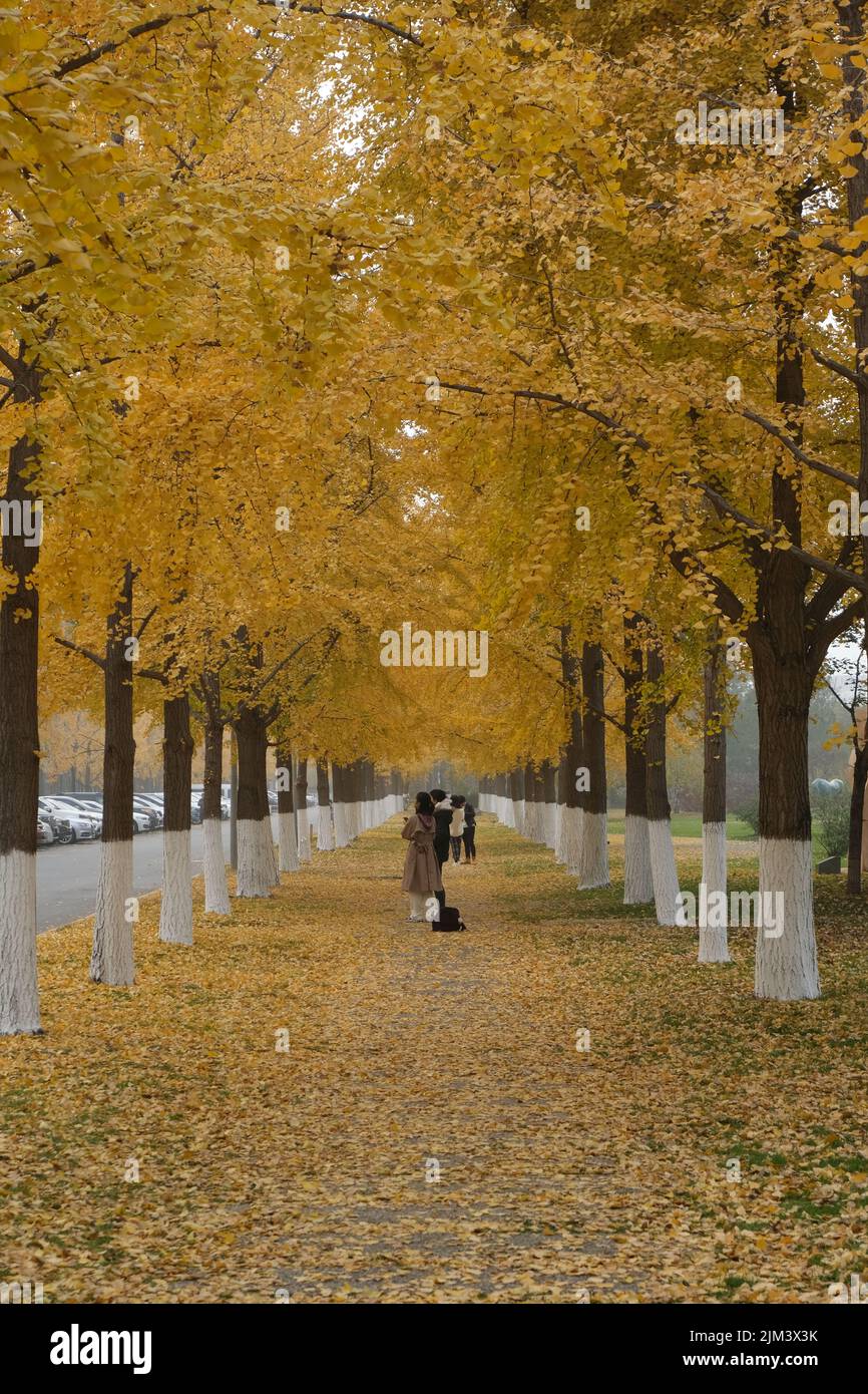 A vertical shot of a sidewalk on the Tsinghua University campus with ...