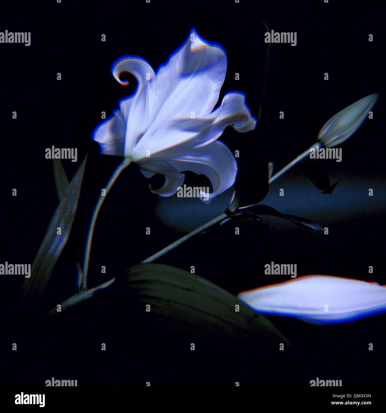 A white lily flower on a black background with glitch effect Stock ...