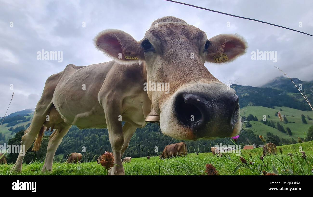 grey cow in the swiss mountains looking into the camera Stock Photo - Alamy