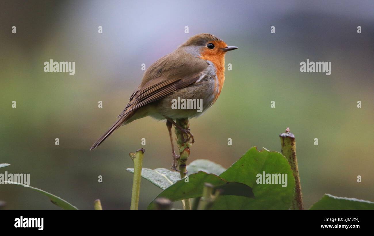 A closeup profile of a European robin perched on a plant Stock Photo ...