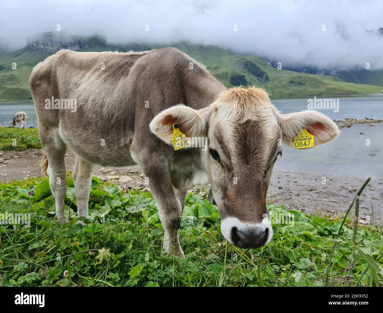 Grey swiss cattle hi-res stock photography and images - Alamy