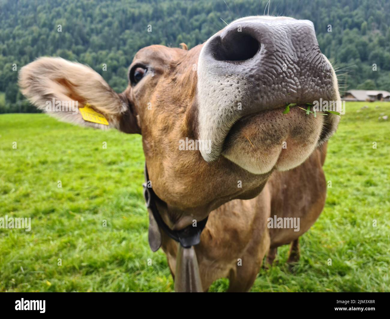 grey cow in the swiss mountains looking into the camera Stock Photo - Alamy