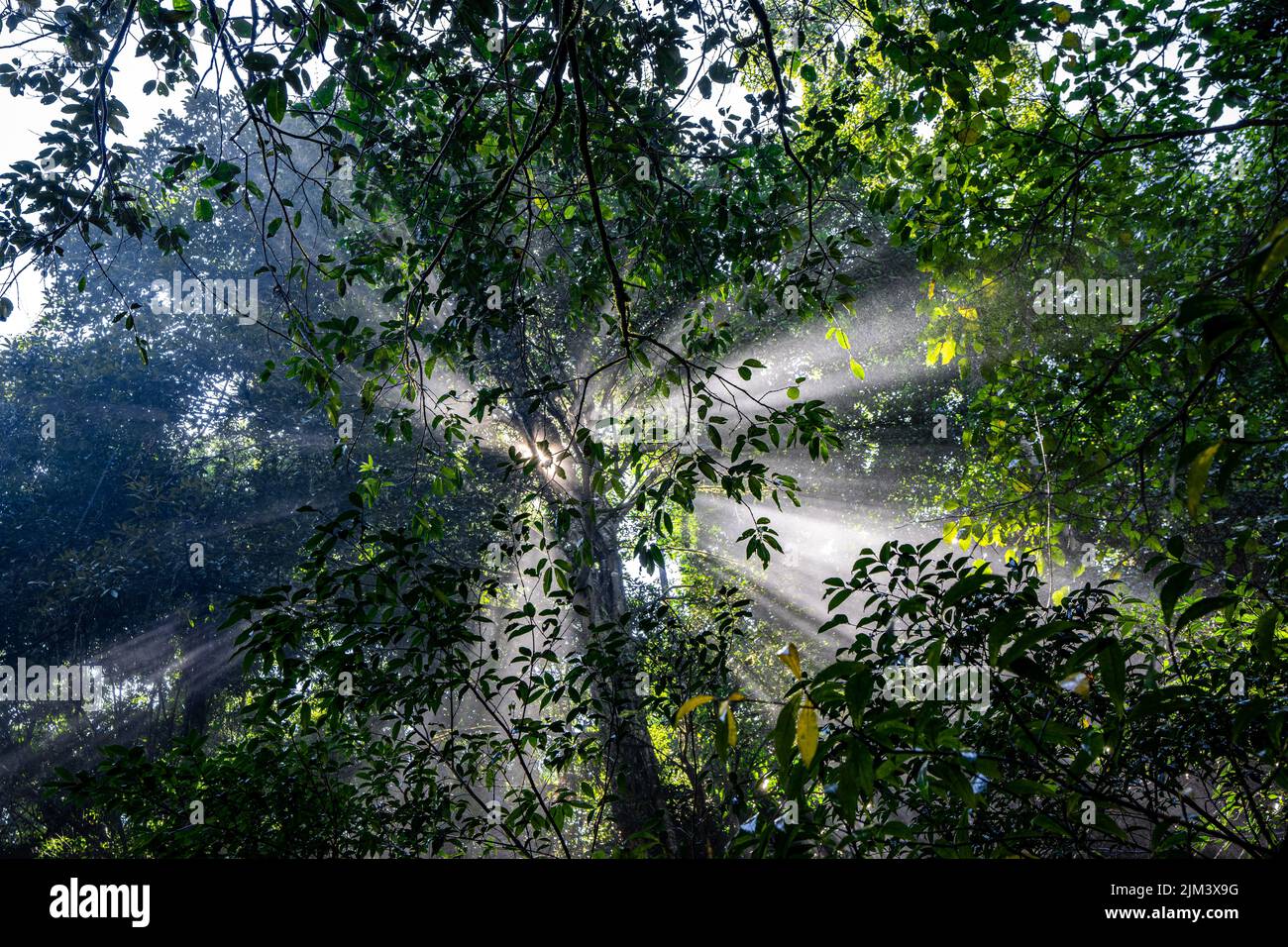A low angle shot of sun rays falling through the trees in the jungle in ...