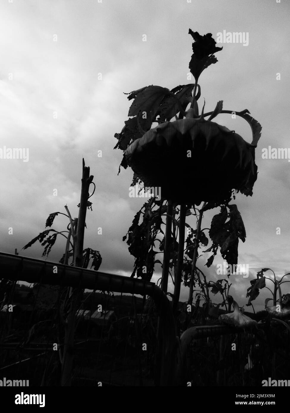 A vertical low angle shot of the sunflower in the field in grayscale ...