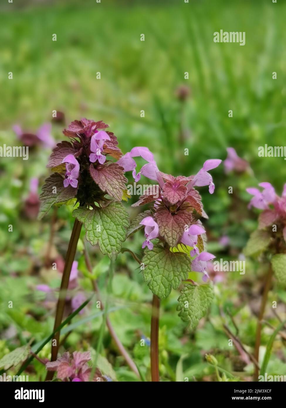 A vertical shot of the Lamium purpureum, known as red dead-nettle, or ...