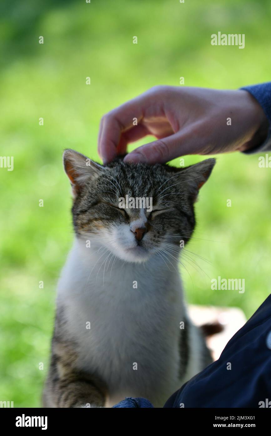 Human hand caressing cat hi-res stock photography and images - Alamy