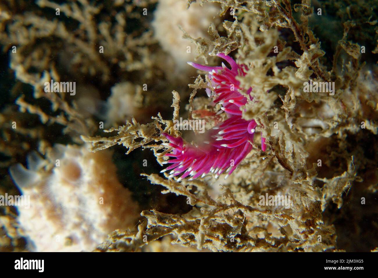Pink coryphella (Edmundsella pedata) in Mediterranean Sea Stock Photo ...