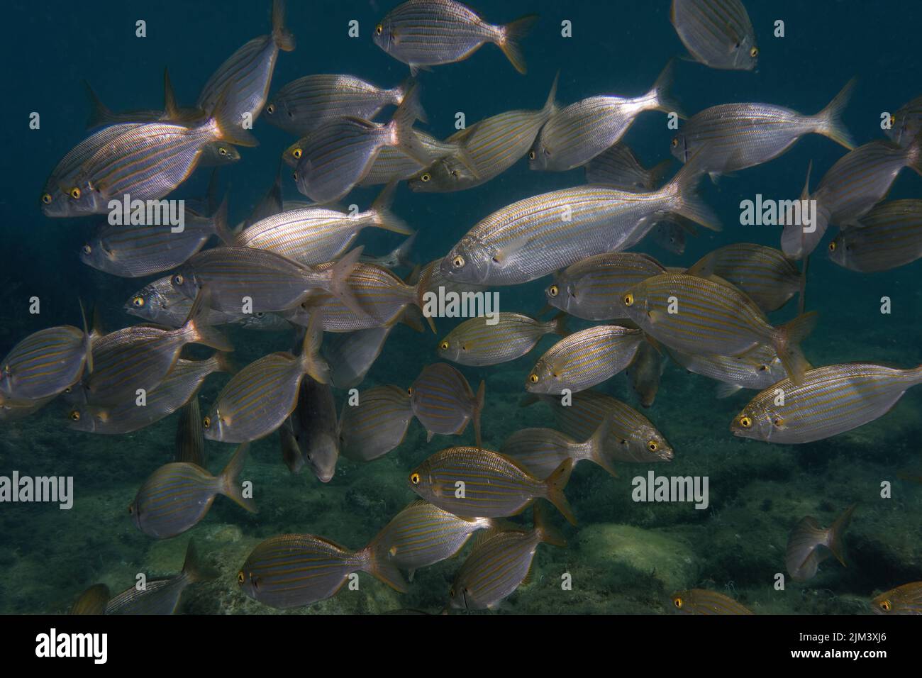 Salema (Sarpa salpa Stock Photo - Alamy