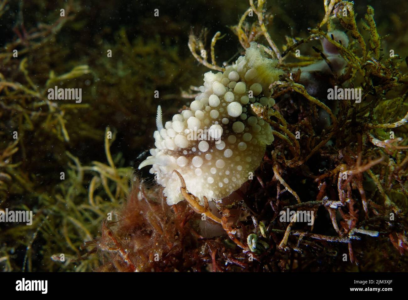 Sea slug dorid nudibranch (Doris verrucosa) in Mediterranean Sea Stock ...