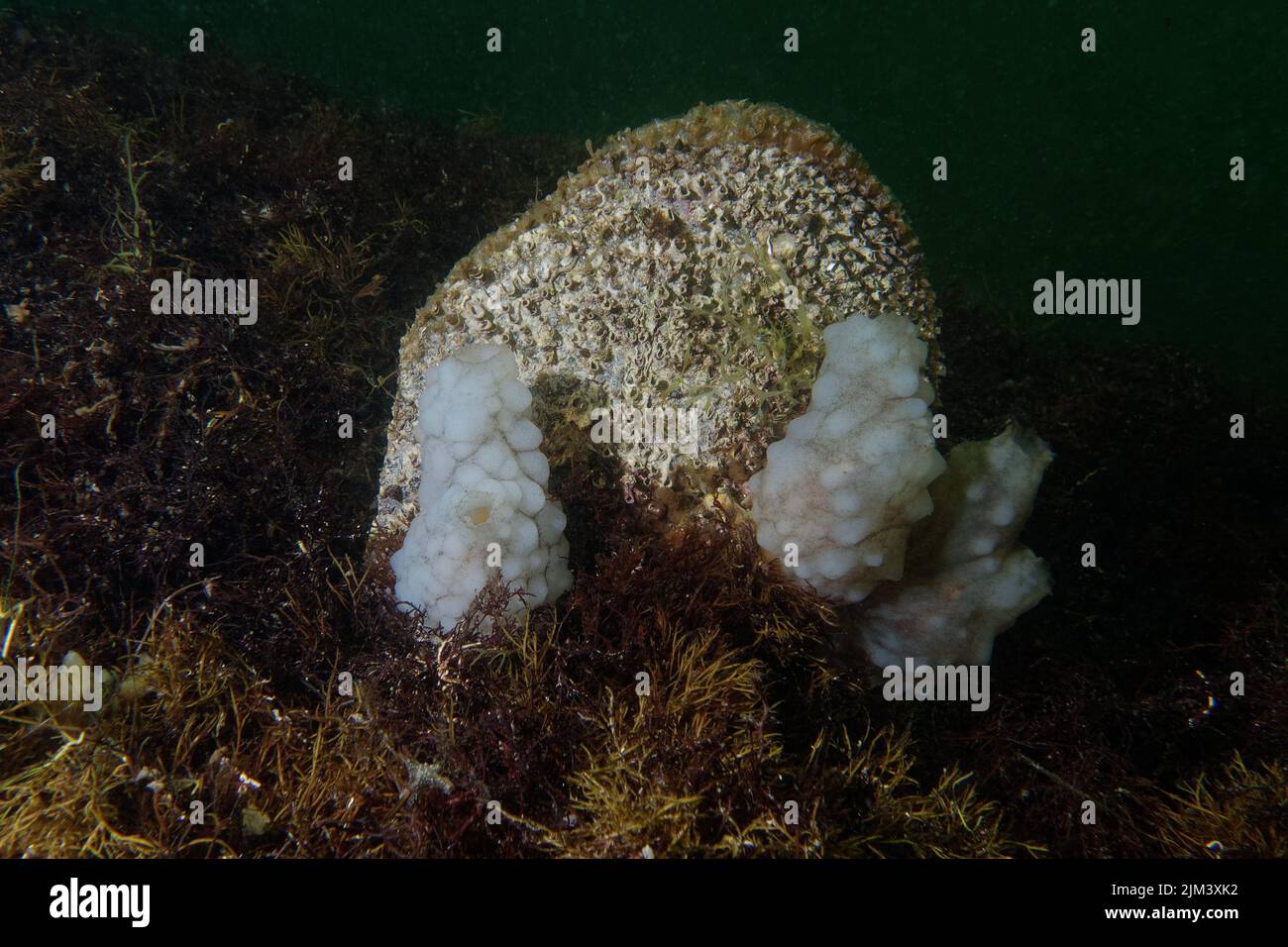 Fan mussel (Pinna nobilis) and White sea-squirt (Phallusia mammillata ...