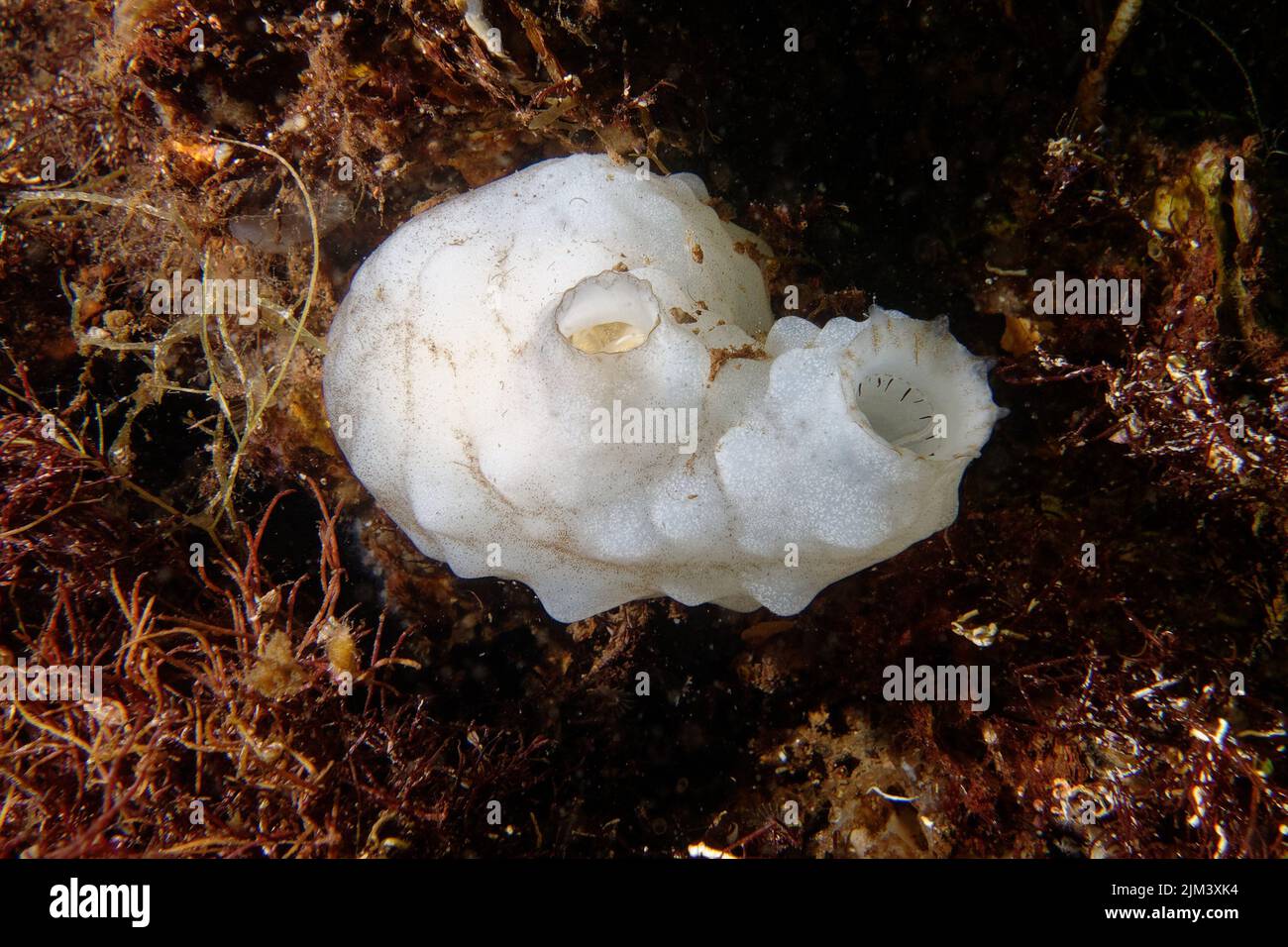 White sea-squirt (Phallusia mammillata) in Mediterranean Sea Stock ...