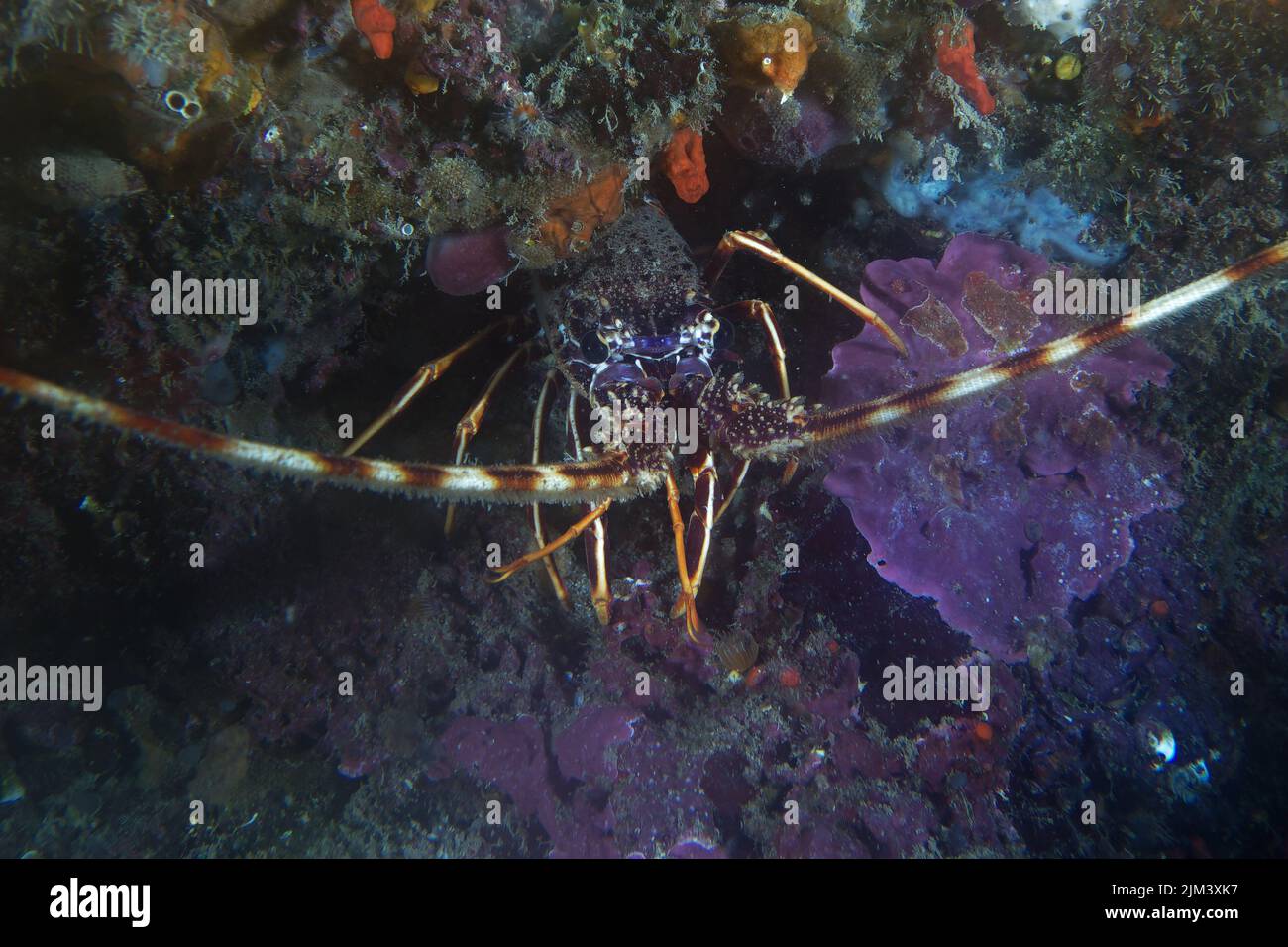 Common spiny lobster (Palinurus elephas Stock Photo - Alamy