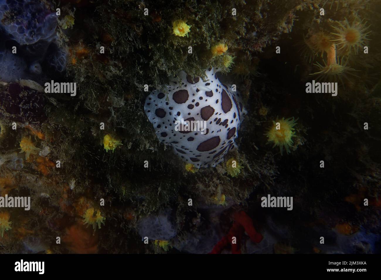 Dotted sea-slug (Peltodoris atromaculata Stock Photo - Alamy