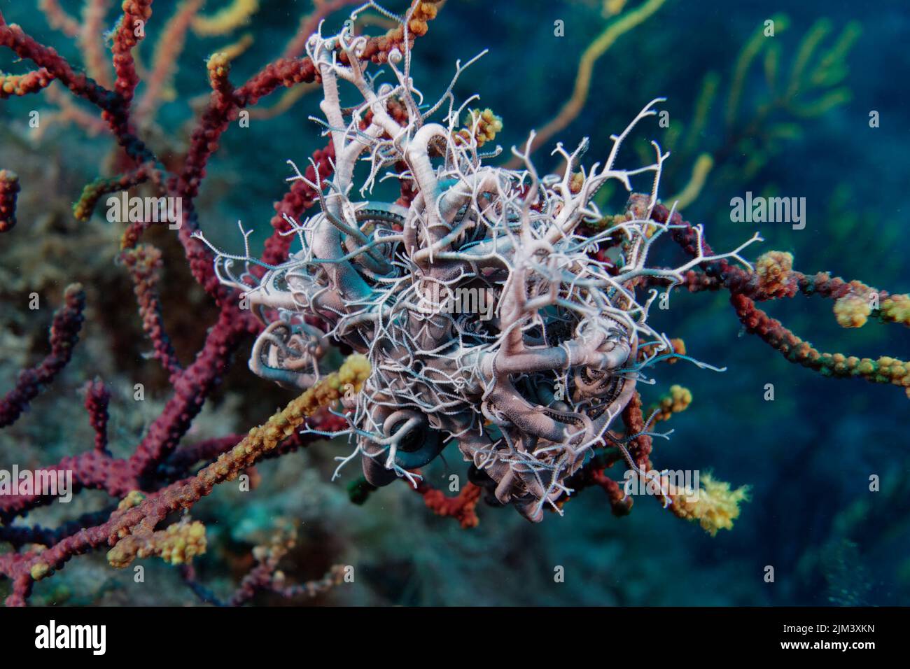 Gorgon's head or Basket star (Astrospartus mediterraneus Stock Photo ...