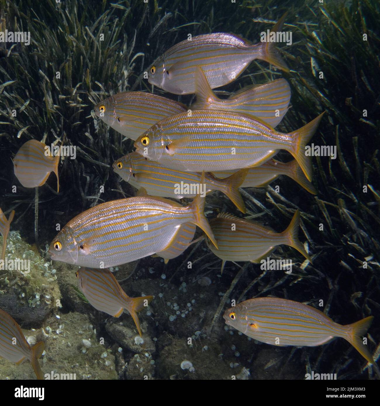 Salema (Sarpa salpa Stock Photo - Alamy