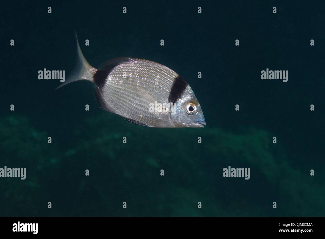 Grey sea bream hi-res stock photography and images - Alamy
