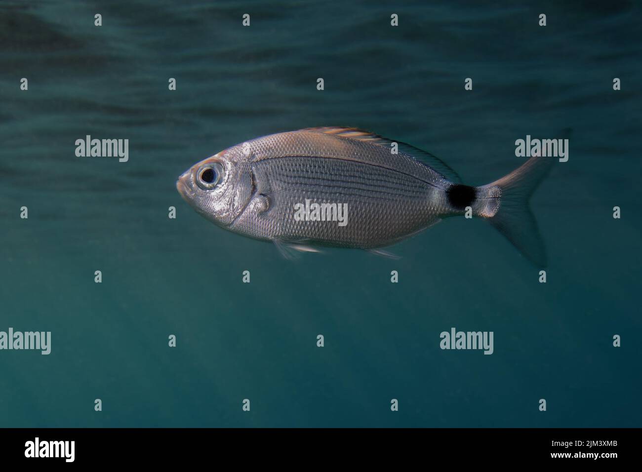 Saddled seabream (oblada melanura) in Mediterranean Sea Stock Photo - Alamy