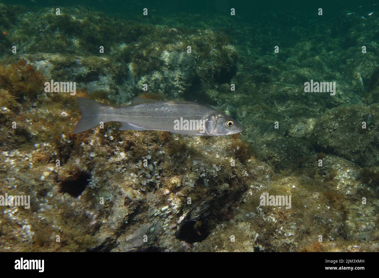 Juvenile bass hi-res stock photography and images - Alamy