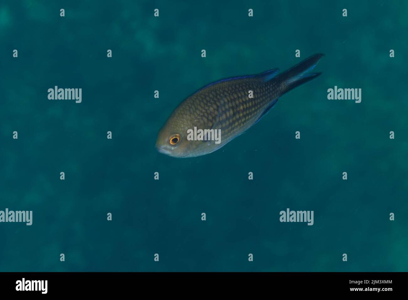 Damselfish (Chromis chromis Stock Photo - Alamy