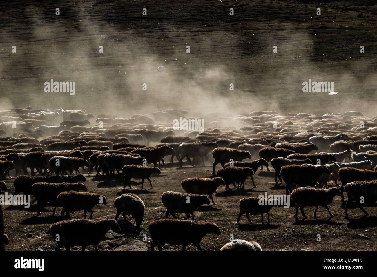 A beautiful view of sheep grazing on the hills of Xinjiang Stock Photo ...