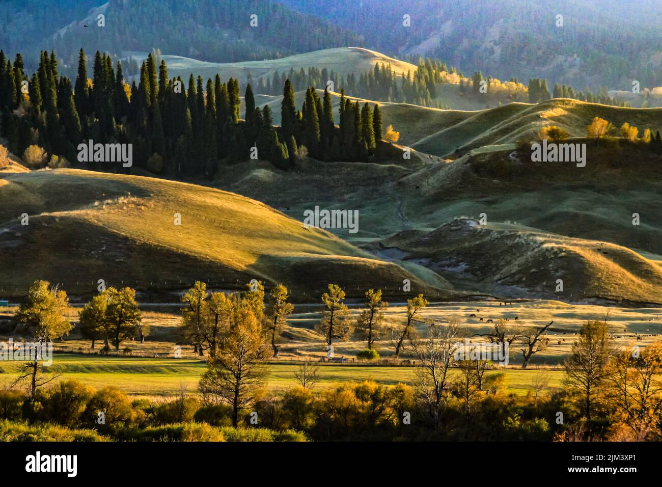 A beautiful view of the Nalati grassland in Ili, with a large area of ...