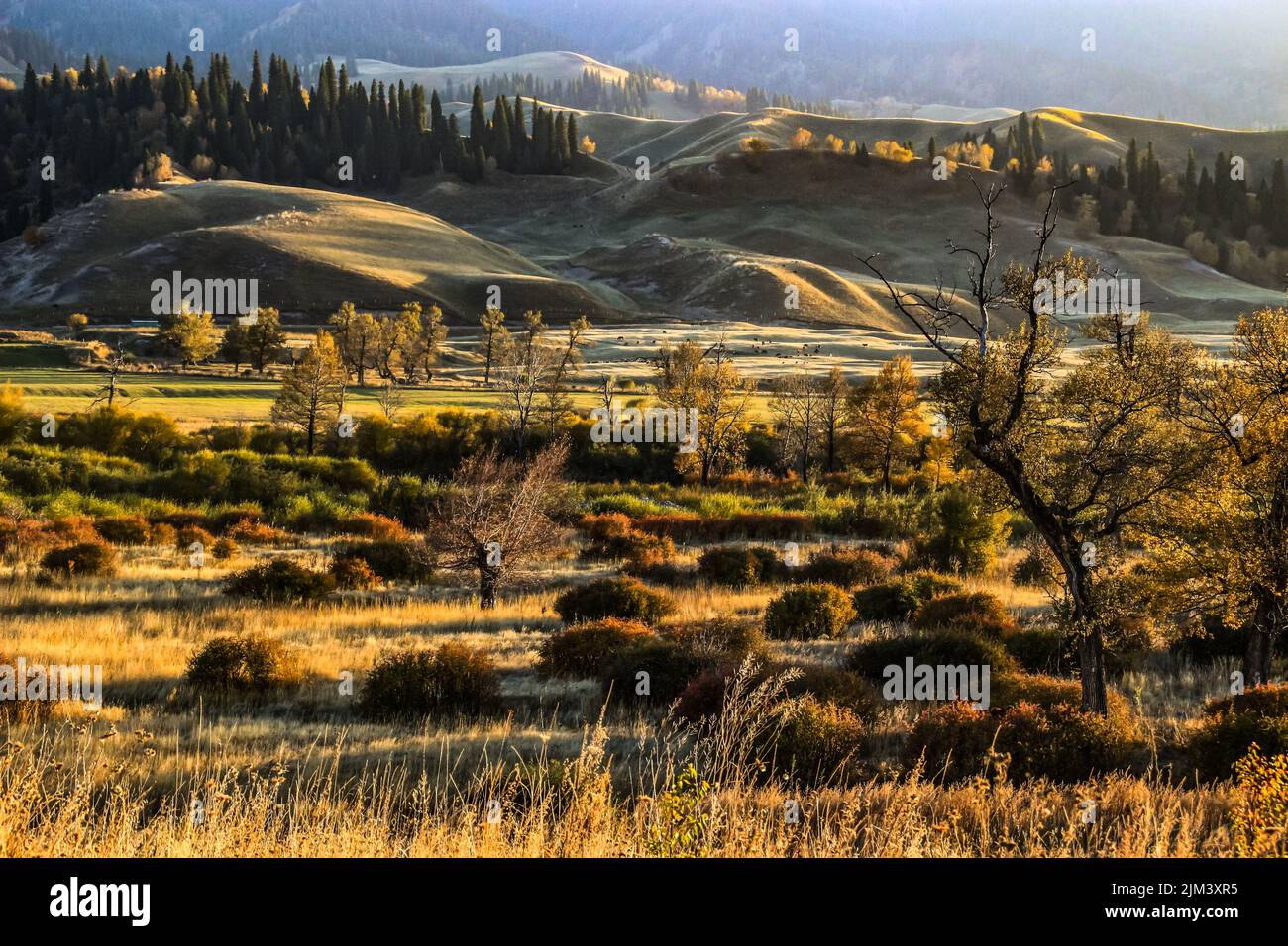 Nalati grassland hi-res stock photography and images - Alamy