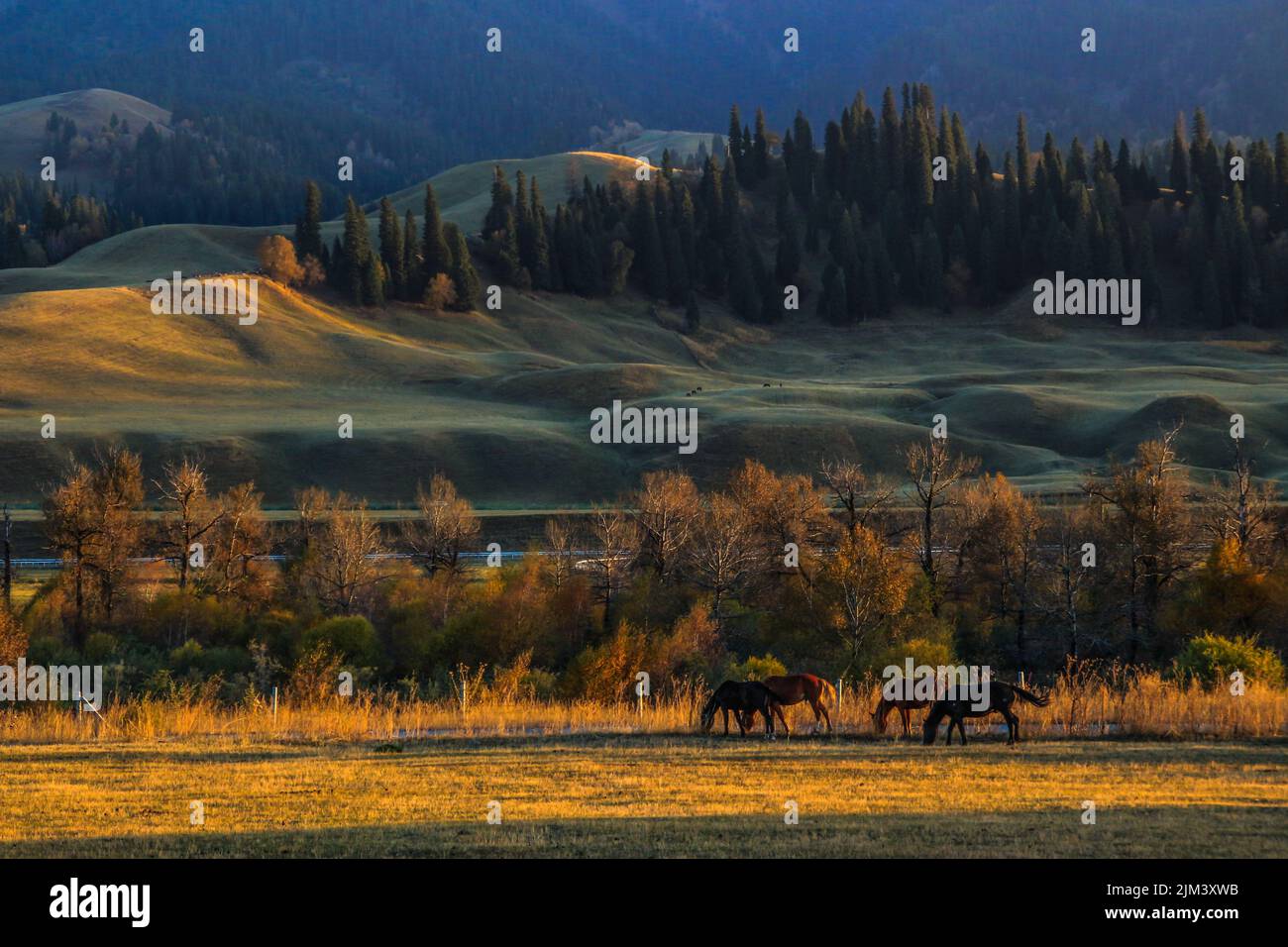 A beautiful view of the Nalati grassland in Ili, with a large area of ...