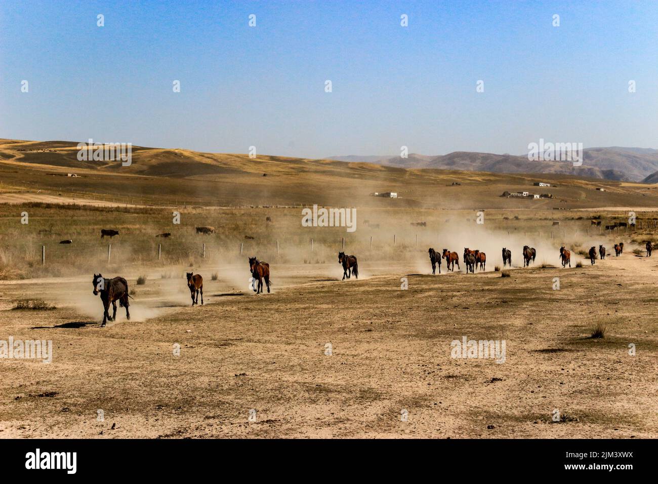 A beautiful view of horses running in the field of Kazakhstan Stock ...