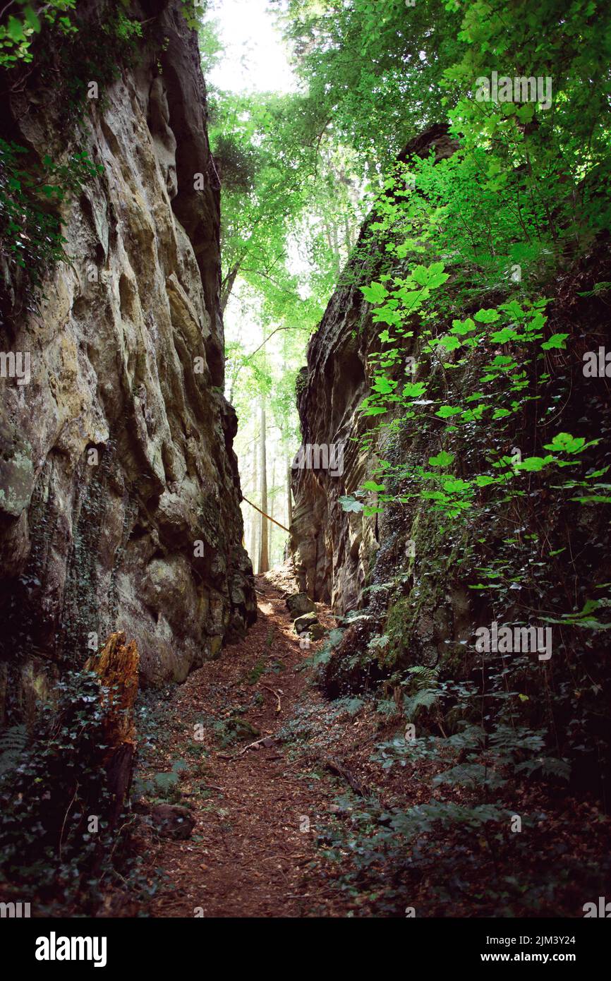 A vertical breathtaking view of the Millerthal trail - a hiking area in ...