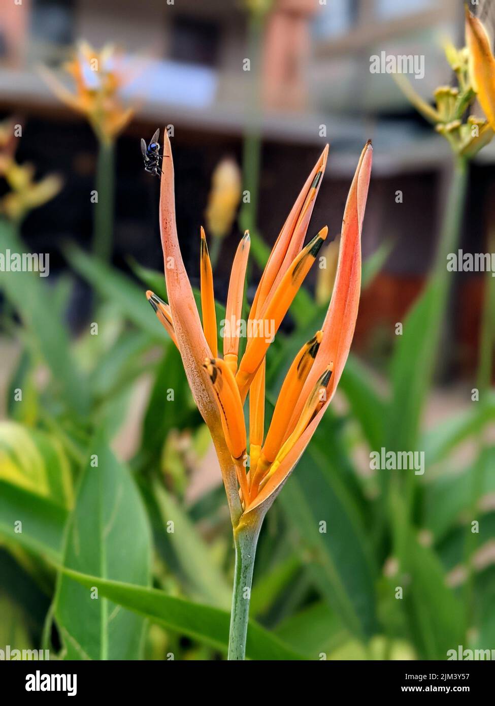 A closeup shot of an orange Heliconia flower on a blurred background in ...