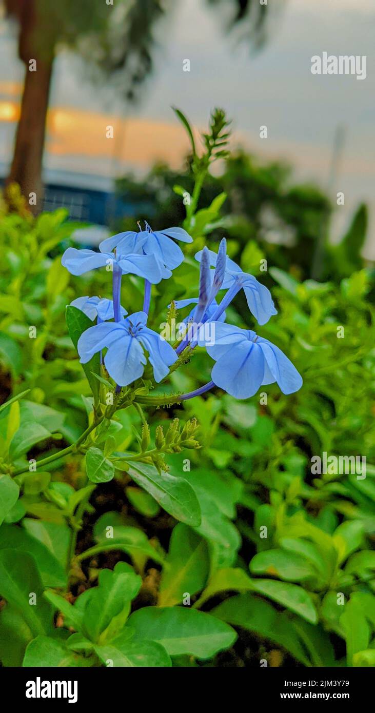 Kampala flowers hi-res stock photography and images - Alamy