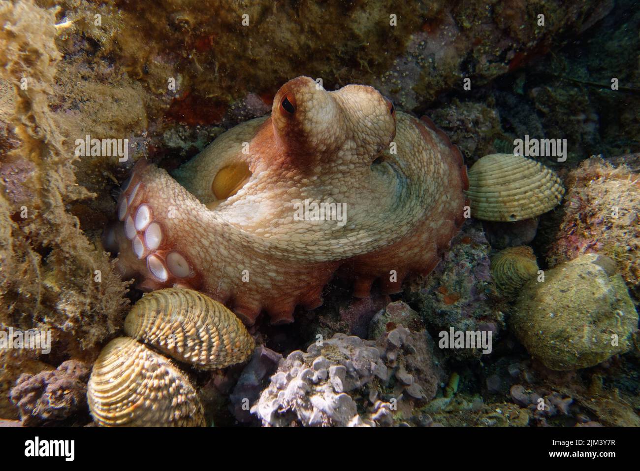 Common octopus (Octopus vulgaris Stock Photo - Alamy