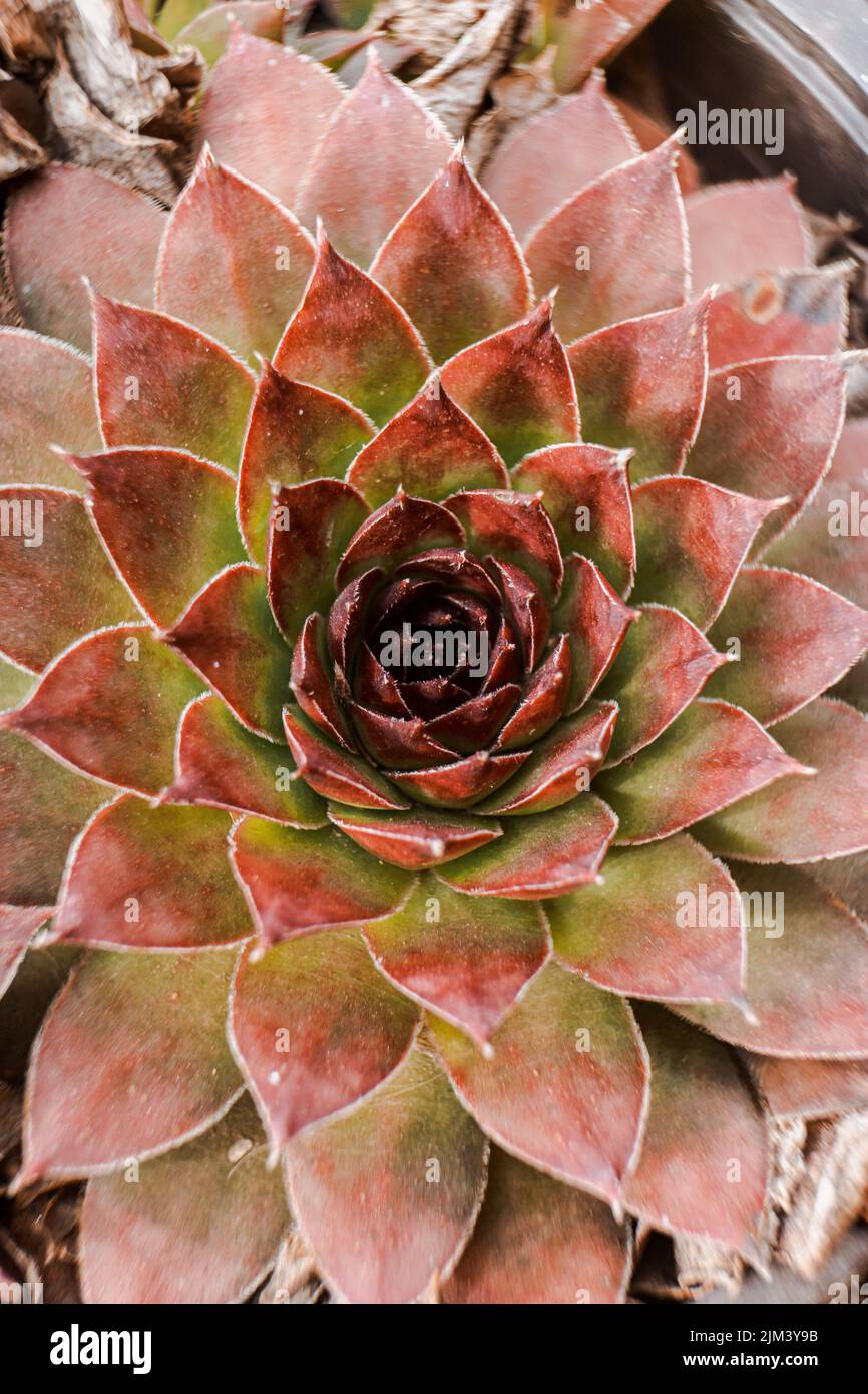 Big flower pattern hi-res stock photography and images - Alamy