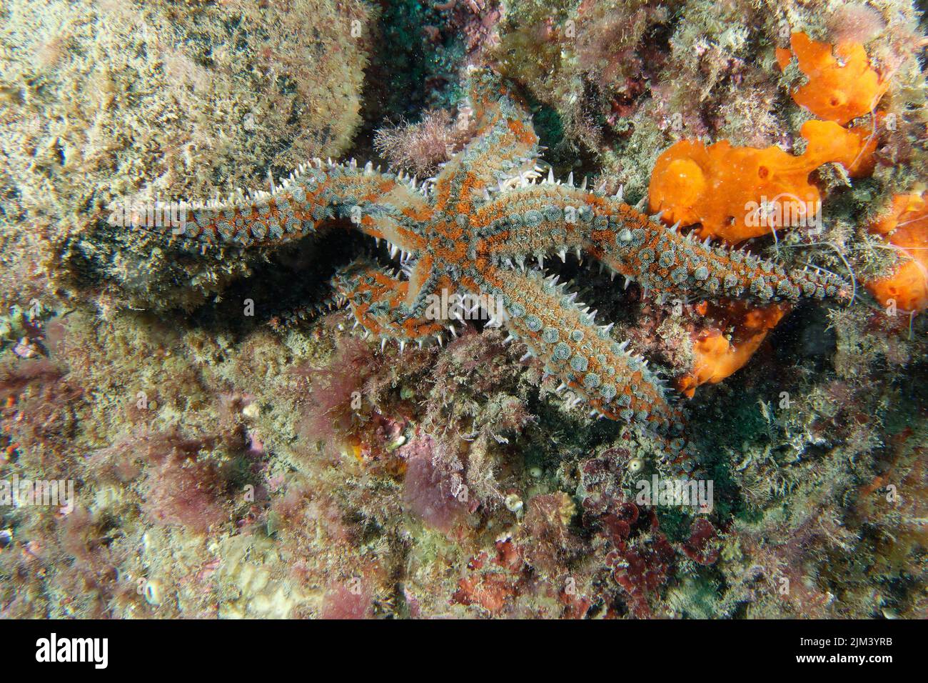 Spiny starfish (Marthasterias glacialis) in Mediterranean Sea Stock ...