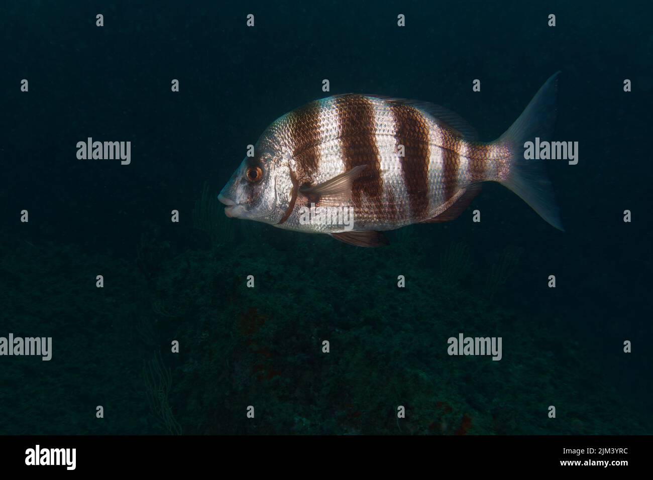 Zebra sea bream (Diplodus cervinus Stock Photo - Alamy
