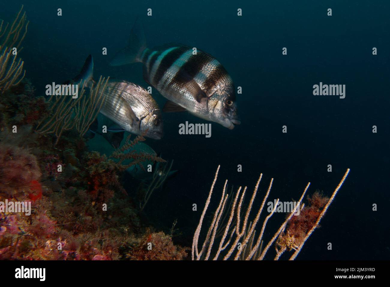 Zebra sea bream (Diplodus cervinus Stock Photo - Alamy