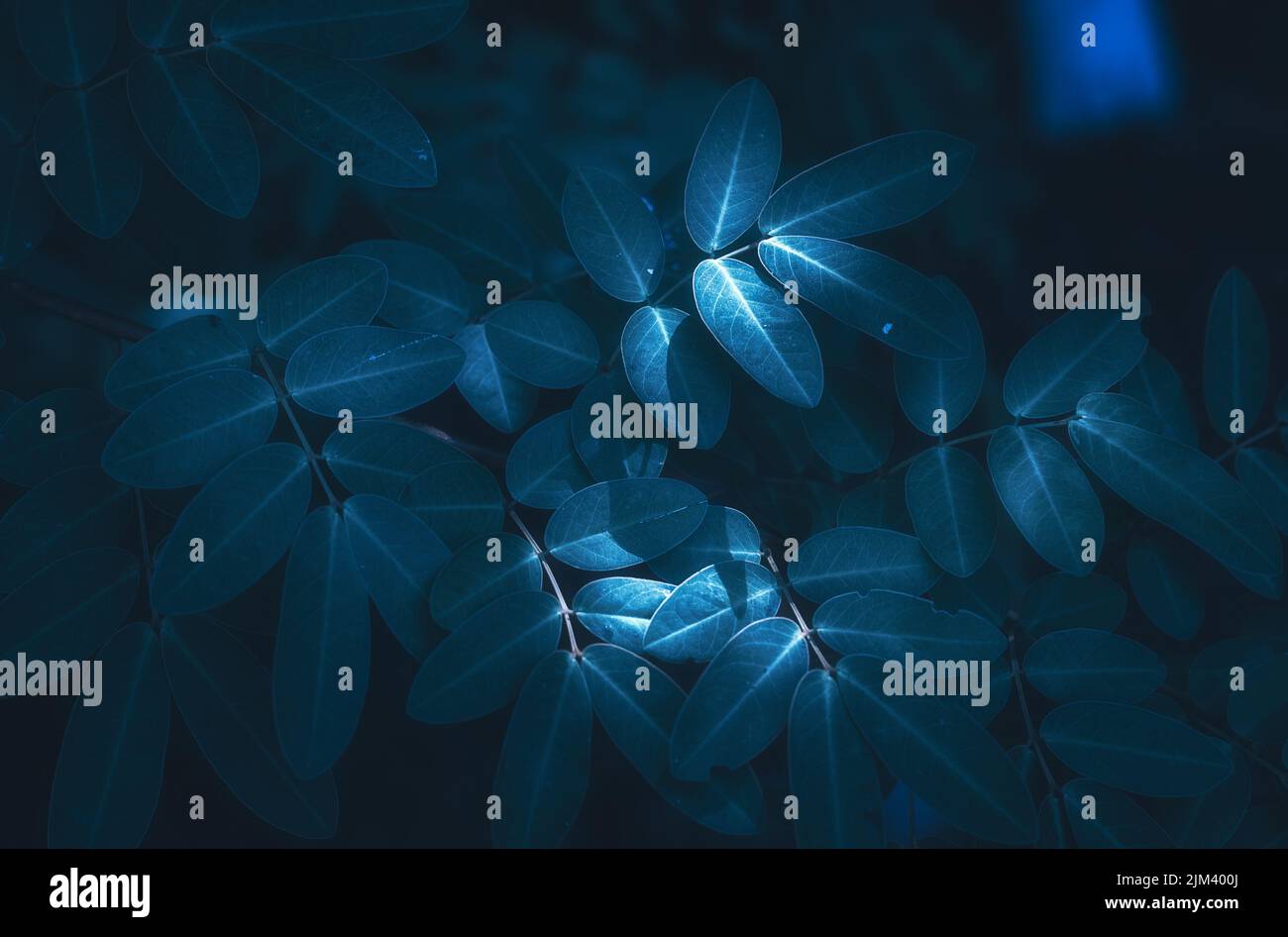 A natural background with light on beautiful leaves in the darkness ...