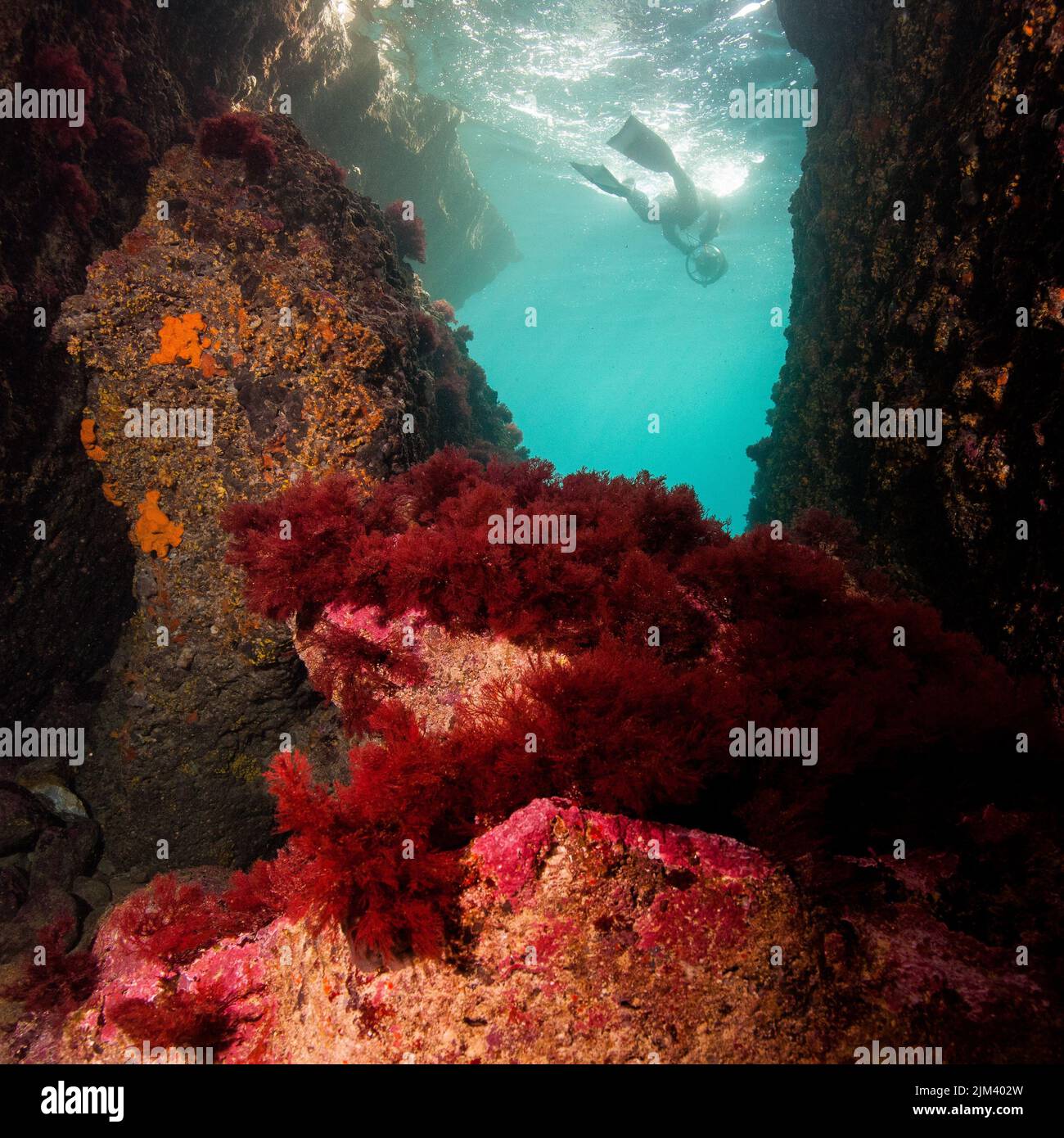 A closeup of underwater wold with plants and a diver seen in the ...