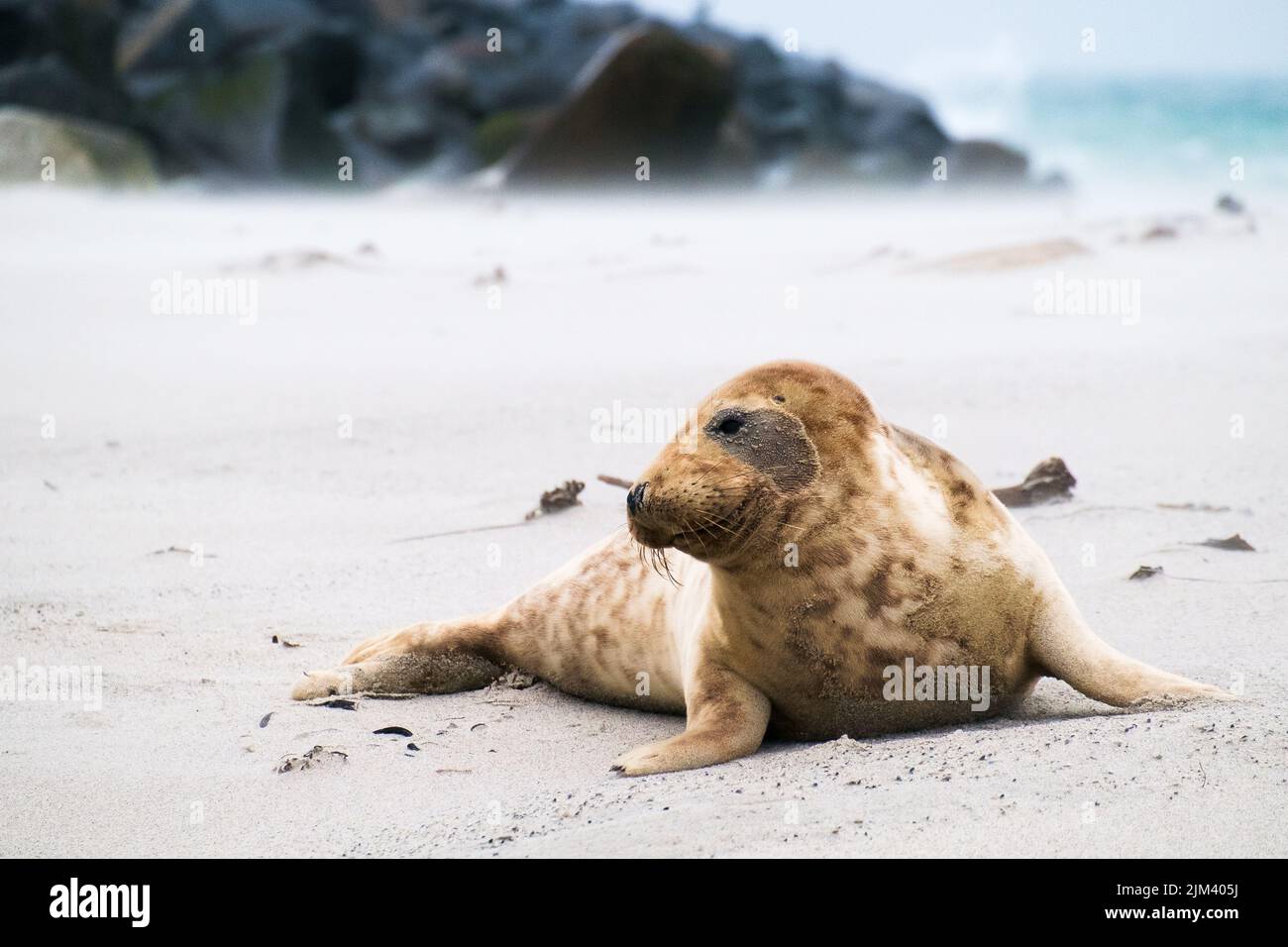 A cute harbor seal on the shore in the background of a body of water ...