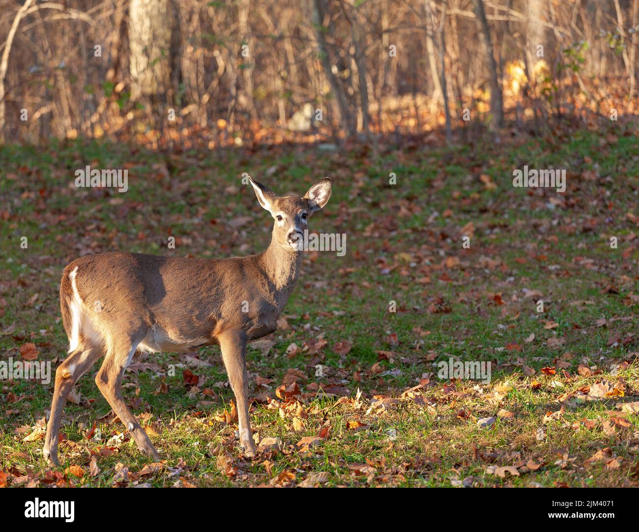 Whitetailed deer near a forest edge in Virginia in late fall Stock ...