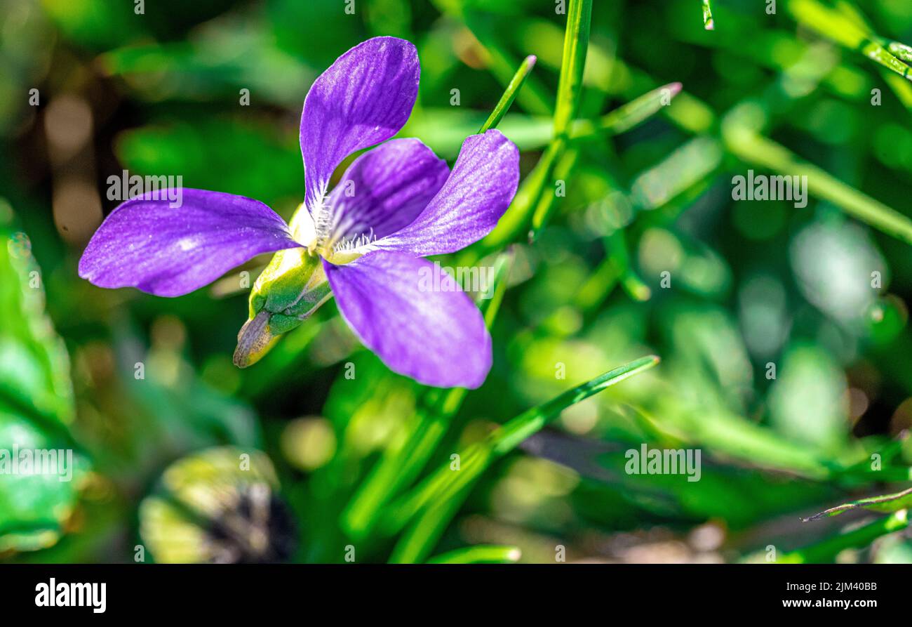 A closeup of Viola pedatifida, known variously as prairie violet, crow ...