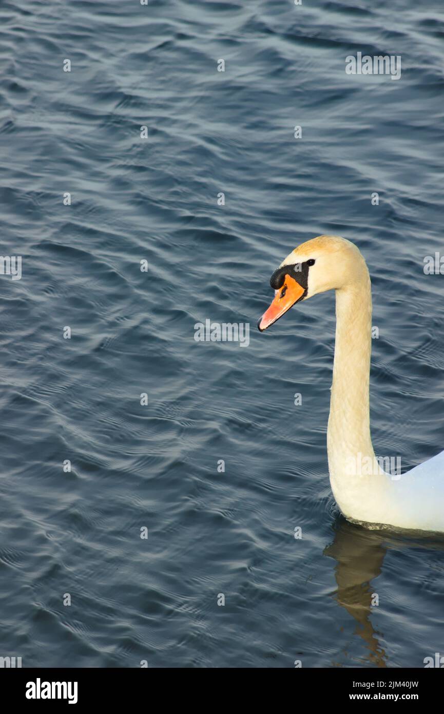 Elegant large swan white feathers hi-res stock photography and images ...