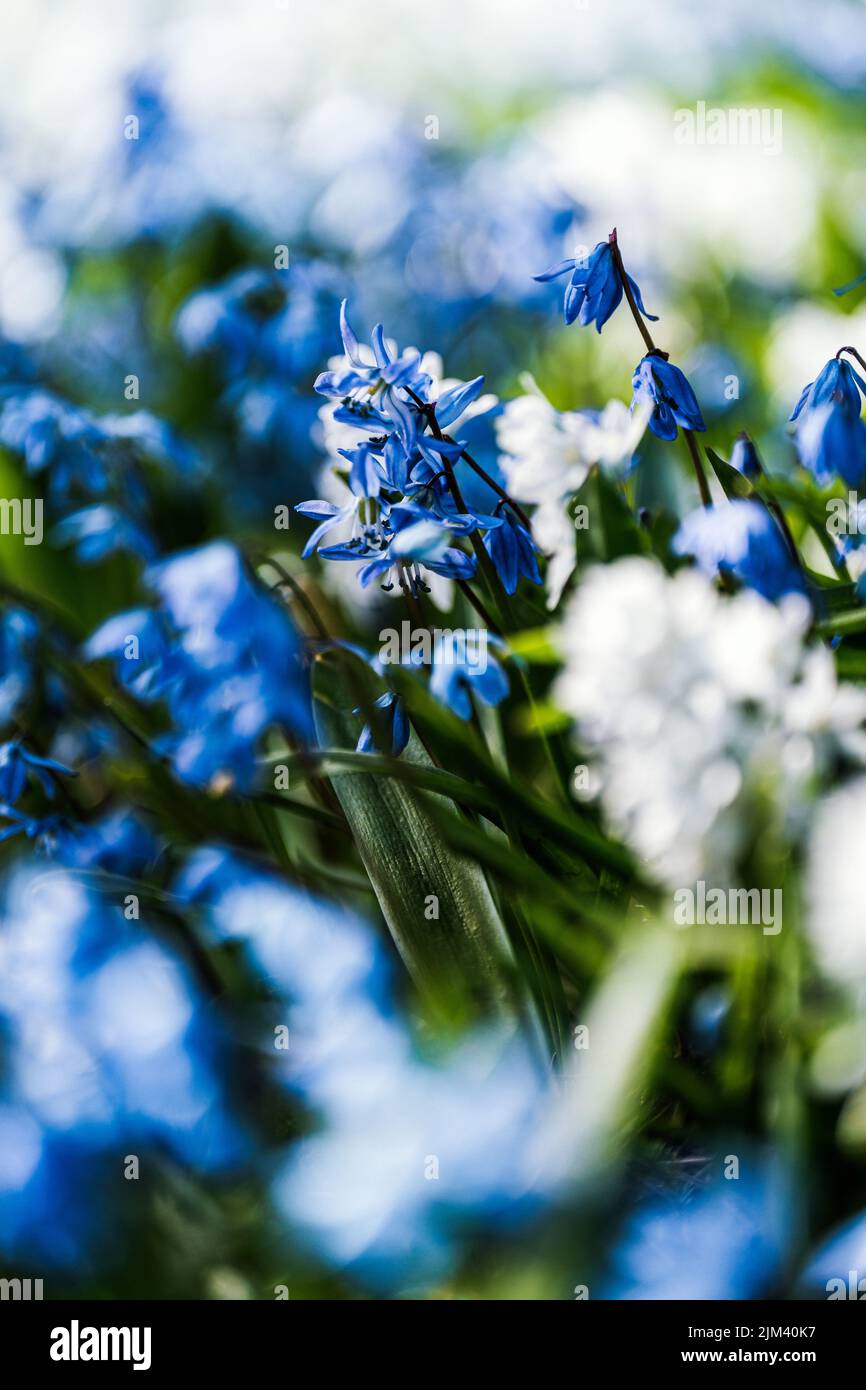 Prime twig hi-res stock photography and images - Alamy