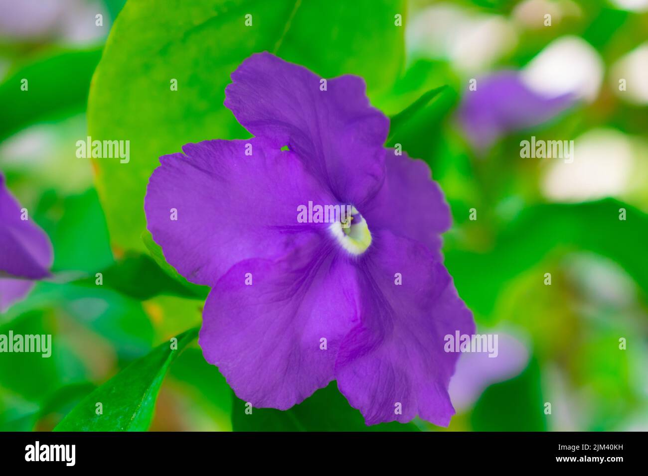 A beautiful purple flower growing in a garden in Ohio Stock Photo - Alamy