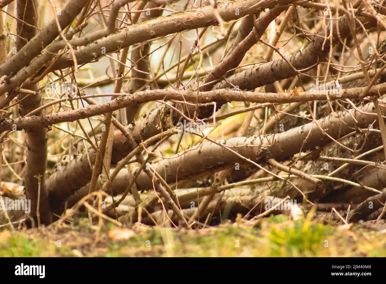 The fallen trees on the ground in the forest Stock Photo - Alamy